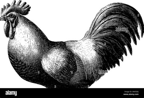 Intricate Engraved Snail With Spiral Shell Design For Nature Art Projects Stock Vector Image