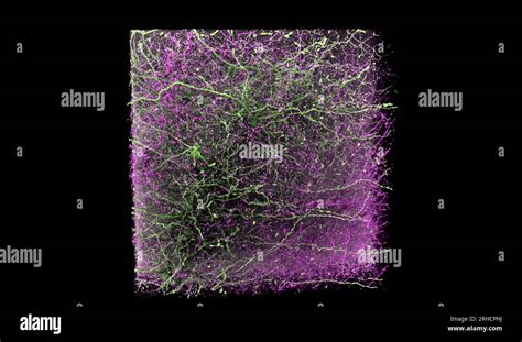 Connections Between Prefrontal Cortex And Amygdala Two Photon