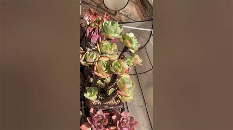 동글동글한 둥근잎비취후리데가 자구를 많이 달았네요~ Youtube