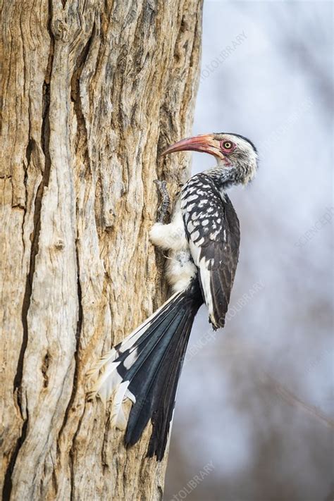 Nesting Red Billed Hornbill Stock Image C0467511 Science Photo