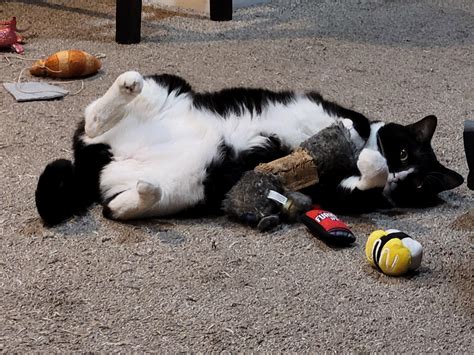 Tuckered Out Tux R TuxedoCats