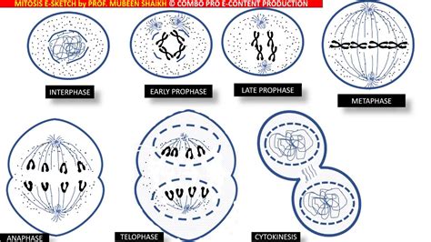 Mitosis Prophase Metaphase Anaphase Telophase