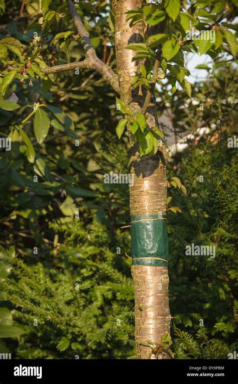 Tree Band Glue Hi Res Stock Photography And Images Alamy