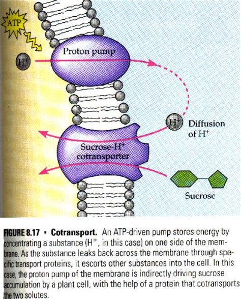 Cell Transport