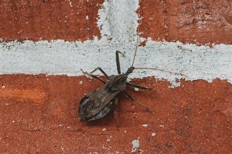 Premium Photo Silent Assassin The Wheel Bugs Stealthy Presence In The Premium Photo Silent Assassin The Wheel Bugs Stealthy Presence In The