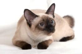 Seal Point Siamese Cat Info Facts Traits Pictures And Faqs