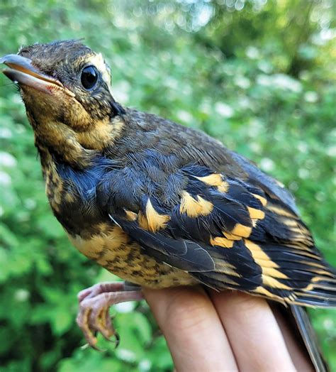 Bird Report Taxonomy Understanding How Birds Are Grouped And Sorted