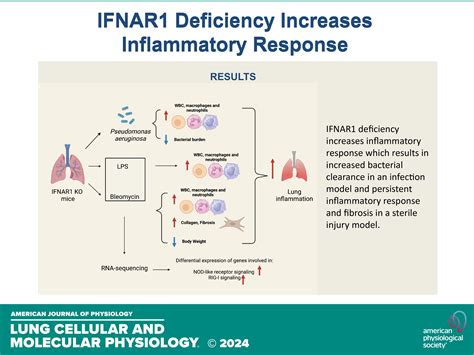 Anti Inflammatory Roles Of Type I Interferon Signaling In The Lung Anti Inflammatory Roles Of Type I Interferon Signaling In The Lung