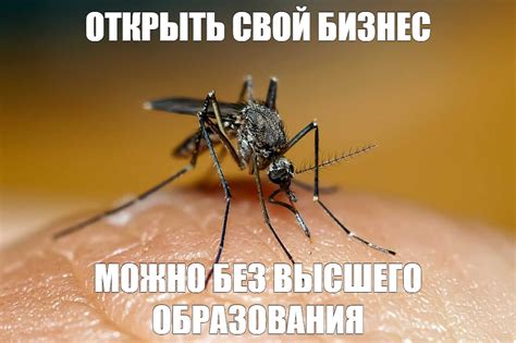 Создать мем Aedes Aegypti комар укус комара Aedes Aegypti Картинки Meme