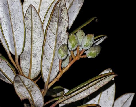 Daphniphyllum Daphniphyllaceae