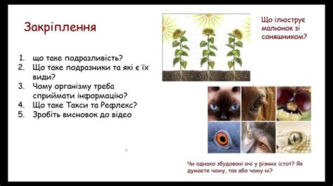 НУШ 6 клас Як організми використовують інформацію з навколишнього середовища Youtube