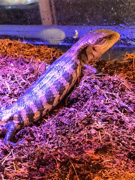 【新入荷】メラウケアオジタトカゲ 爬虫類ショップreptibug