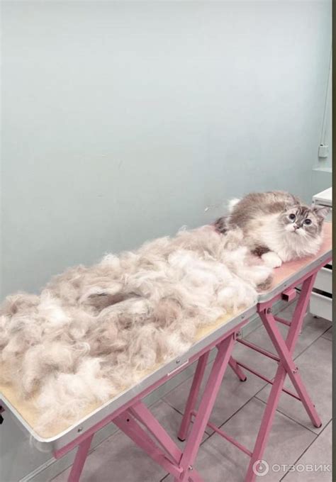 Отзыв о Порода кошек Рэгдолл Мой опыт с рэгдоллами