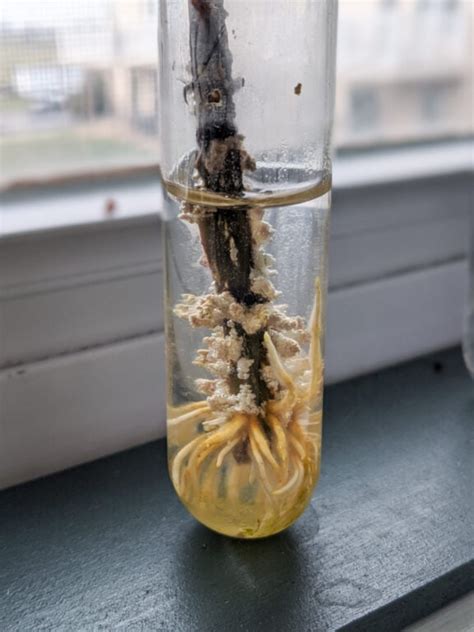 How To Make A Gorgeous Test Tube Propagation Station