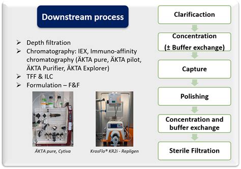 Viral Vector Process Development Translational Research In Gene Therapy