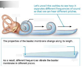 Diagram Of Tonotopic Organization Of The Cochlea And Pitch Perception