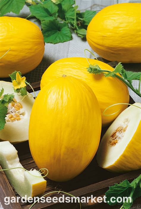 Melon Jaune Canari 2 Cucumis Melo Variété Sucrée Et Aromatique Précoce Graines Fraîches