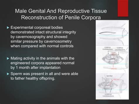 Tissueengineeringapplicationsinurology Pdf