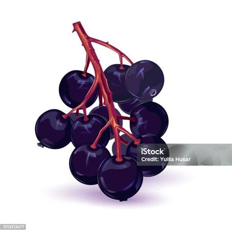 삼부커스 엘더베리 또는 장로무리 신선한 블랙 베리 시롭 주스용 포레스트 와일드 베리 엘더베리에 대한 스톡 벡터 아트 및 기타 이미지 엘더베리 말오줌나무 과일 Istock
