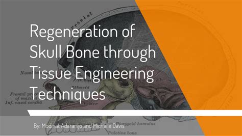 Pdf Regeneration Of Skull Bone Through Tissue Engineering Techniques