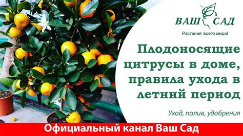Цитрусовые растения в летний период Нюансы ухода за цитрусовыми летом Ваш сад Youtube