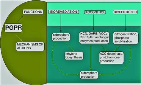 1 Different Mechanisms Employed By PGPR In Promoting Plant Growth And Download Scientific