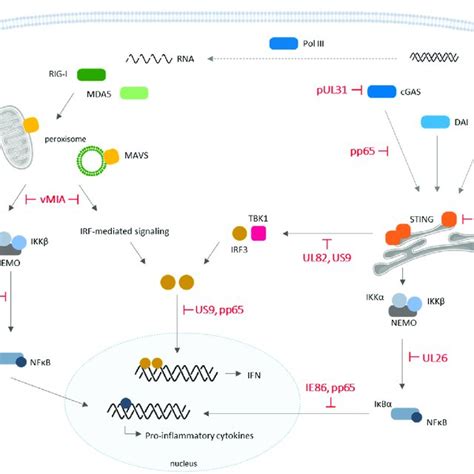 Schematic Representation Of Cytosolic Pattern Recognition Receptor Download Scientific Diagram