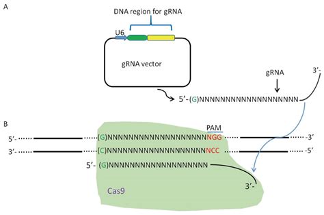 Viruses Special Issue Oncolytic Viruses