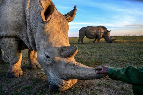 Black And White Rhino Rhino