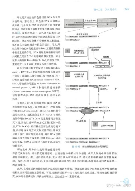 生化课本带读 第十二章 Dna合成（复制） 知乎