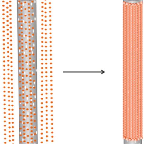 Oxidative Polymerization Equation Of Dopamine Download Scientific Diagram