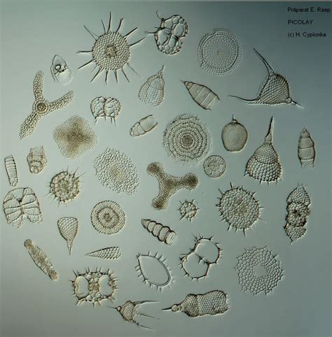 Arranged Diatoms On Microscope Slides In The California Academy Of Sciences Diatom Collection