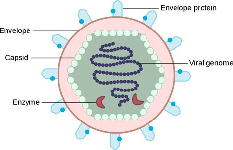 Hiv Virus Structure