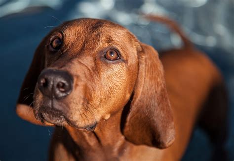 Redbone Coonhound Archives