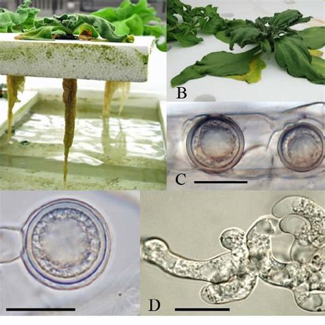Symptoms Of Pythium Aphanidermatum Infection On Roots And Leaves Of Ice Download Scientific