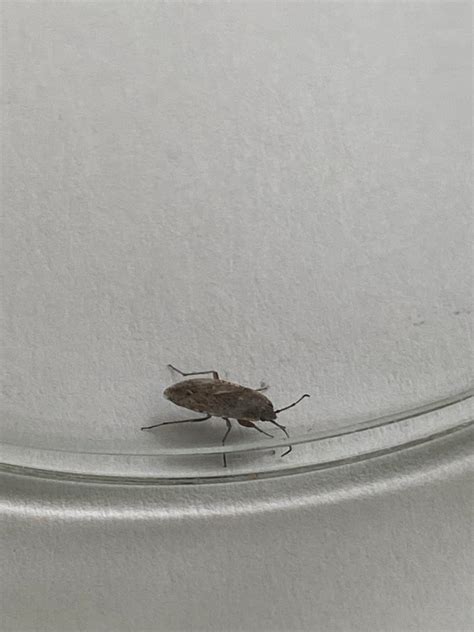 Tiny Dark Grayishbrownish Bug Colorado Rwhatisthisbug