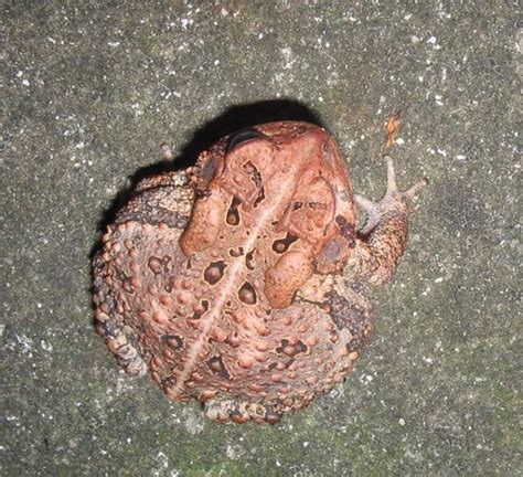 Medulla Oblongata Brown Toad Am