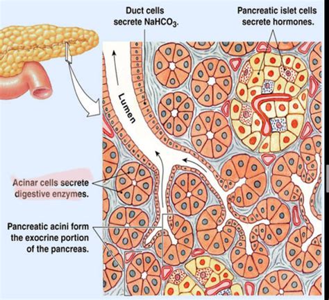 Pancreatic Exocrine Secretions And Its Control Flashcards Quizlet