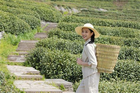茶园姑娘背着竹篓去采茶高清图片下载 正版图片501604418 摄图网