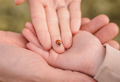 무당벌레가 행운을 상징인 이유를 아시나요 아임오 유기농 생리대 · 여성 건강을 위한 프리미엄 케어