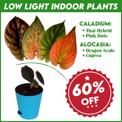 Low Light Indoor Plants Set Santhi Online Plants Nursery