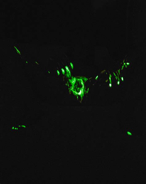 Glow In The Dark Nsfw