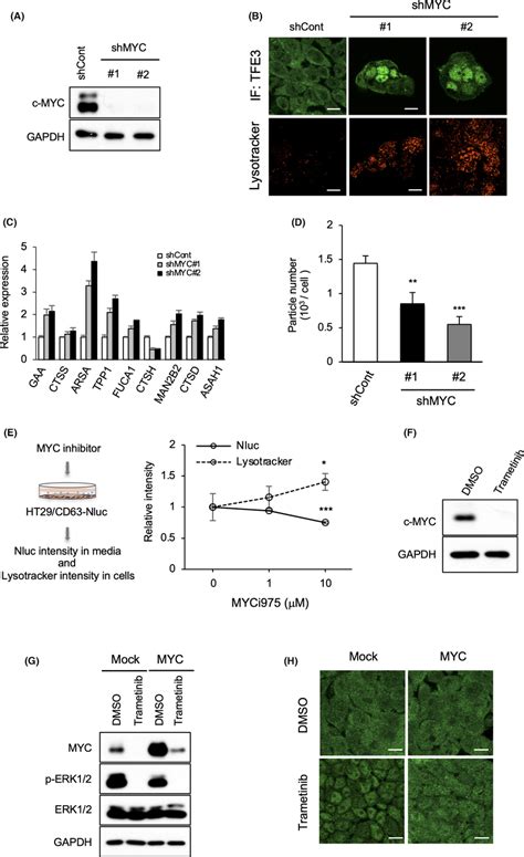 Mekerk‐mediated Myc Upregulation Controls Lysosome Function And Ev