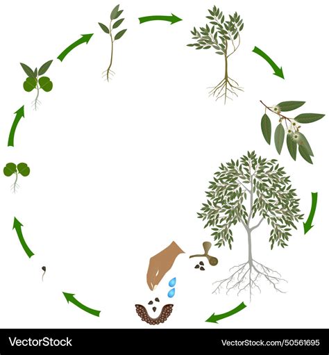 Life Cycle Of Eucalyptus Tree Royalty Free Vector Image