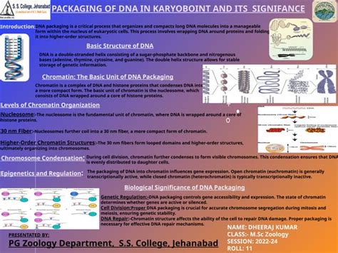 Dna Packaging In Eukaryotes And Prokaryotes Pptx