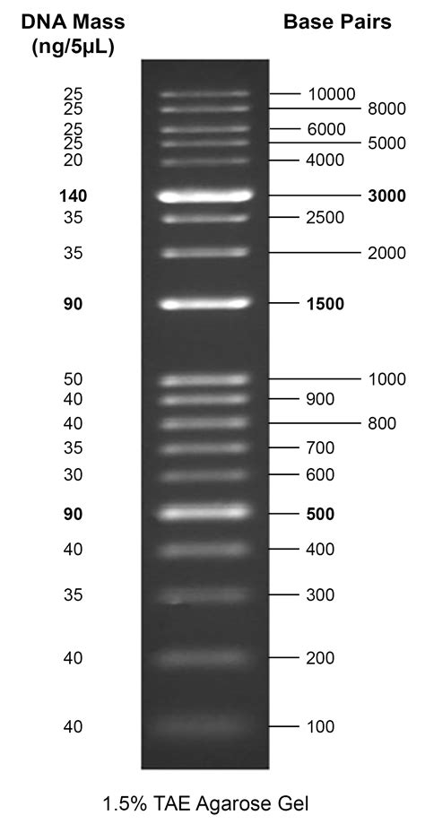 Gelite™ 100 Bp 10 Kb Dna Ladder Aat Bioquest