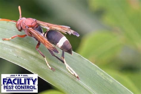 How To Handle A Wasp Infestation Prevention And Solutions