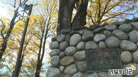 信大農学部前ユリノキ並木見ごろ｜ニュース｜伊那谷ねっと