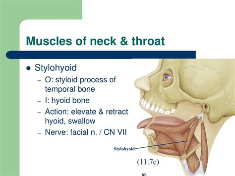 Anatomy Of The Throat And Neck