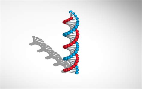 3d Design Dna Tinkercad